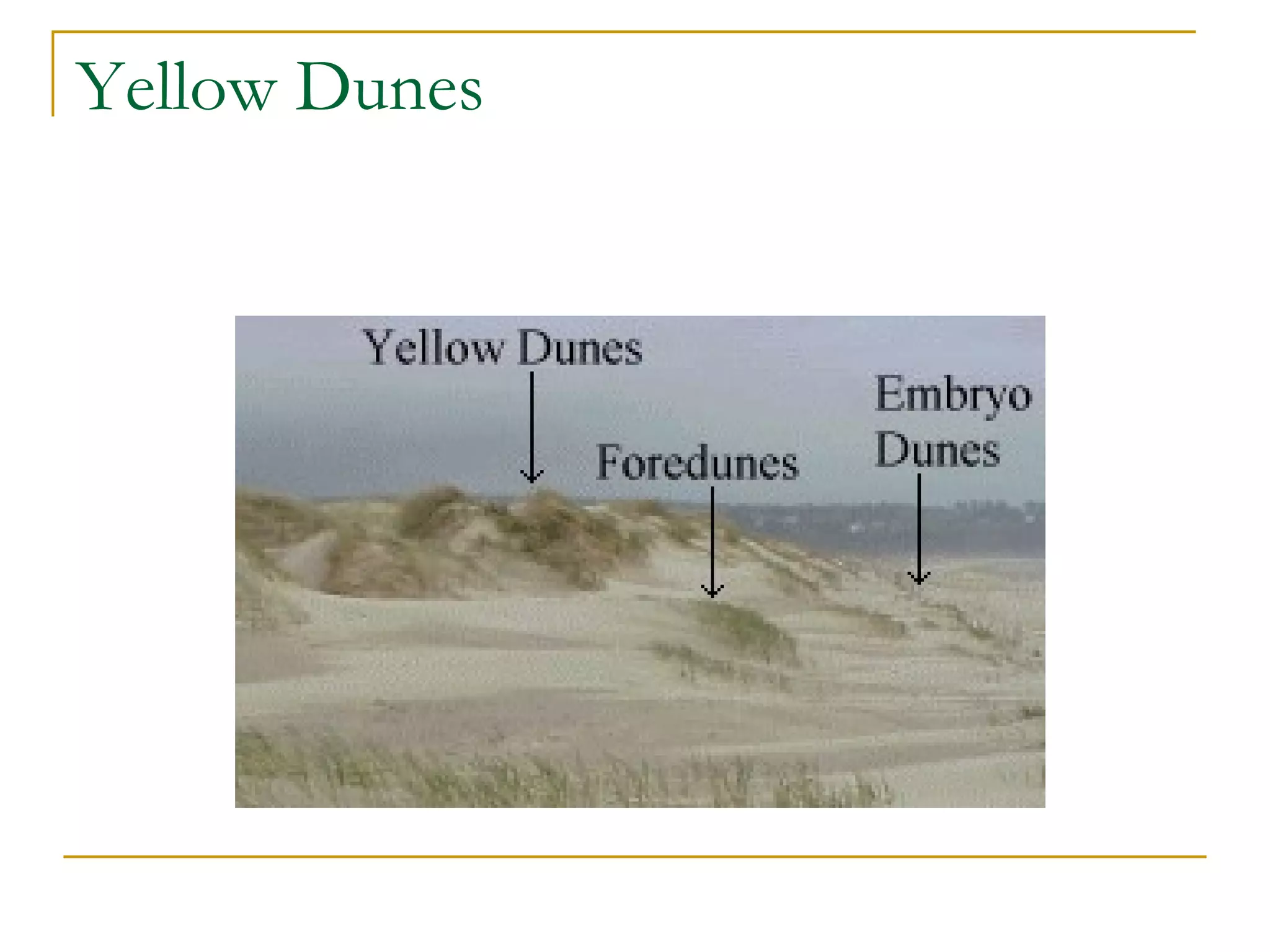 Life Cycle Of A Sand Dune | PPT | Geology | Science
