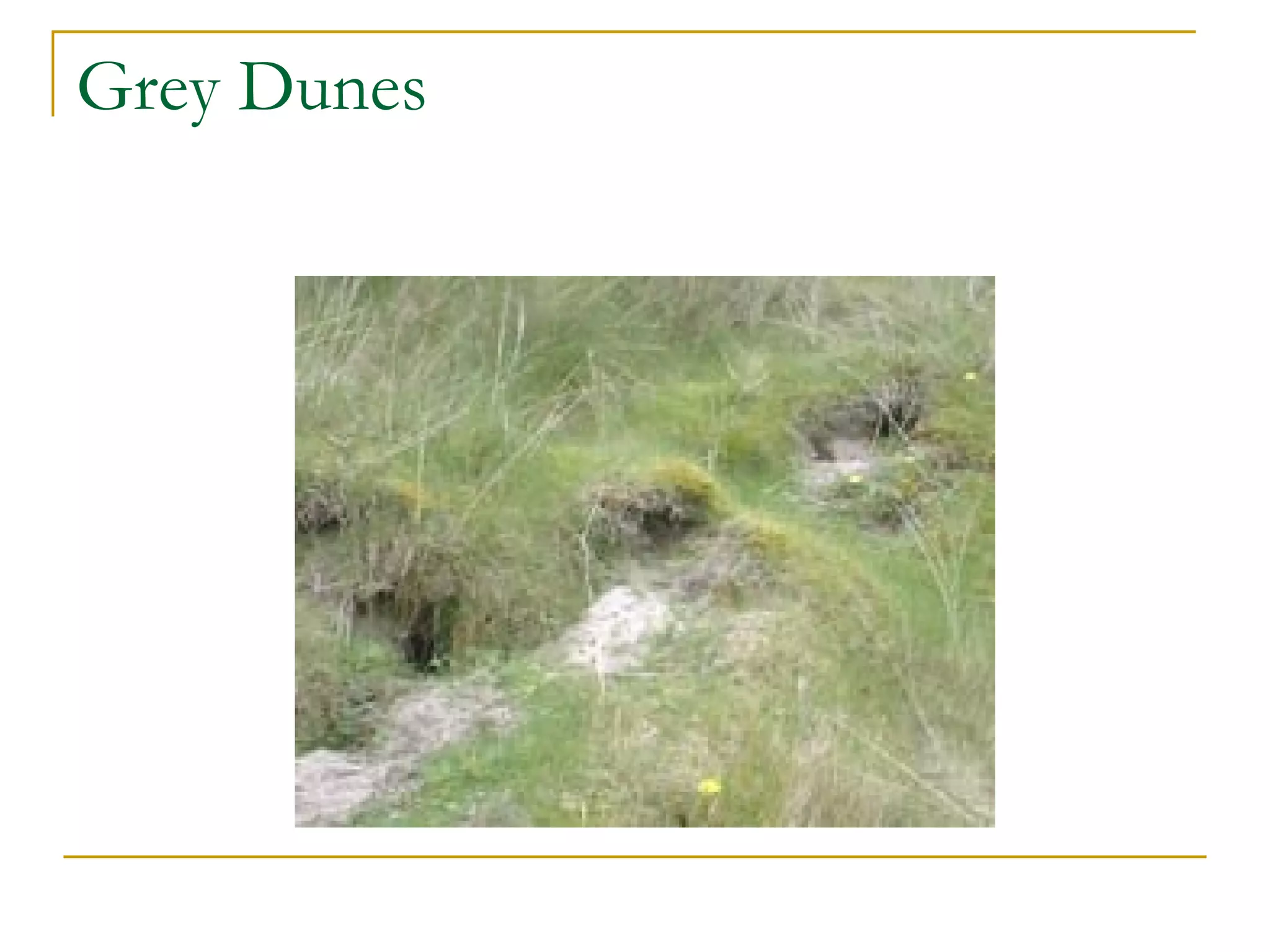 Life Cycle Of A Sand Dune | PPT | Geology | Science