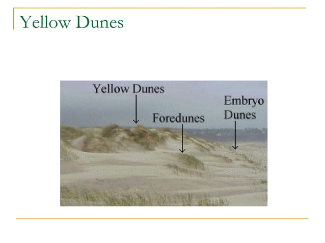 Life Cycle Of A Sand Dune | PPT