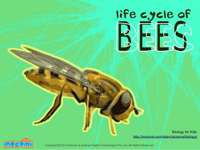 Life Cycle Of Honey Bee Ppt