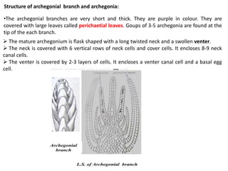 Life-cycle-of-Sphagnum.pdf