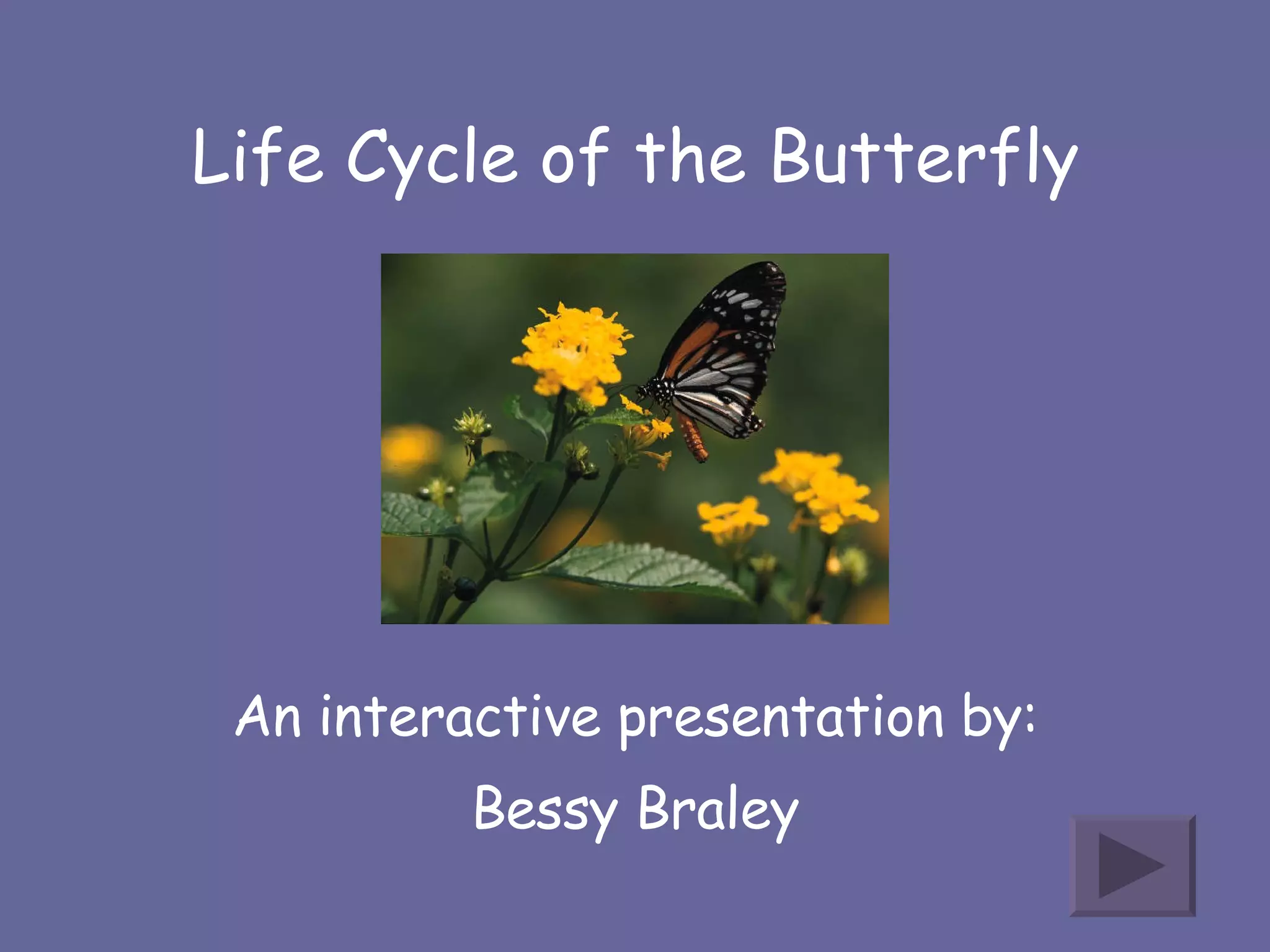 Life Cycle Of The Butterfly | PPT