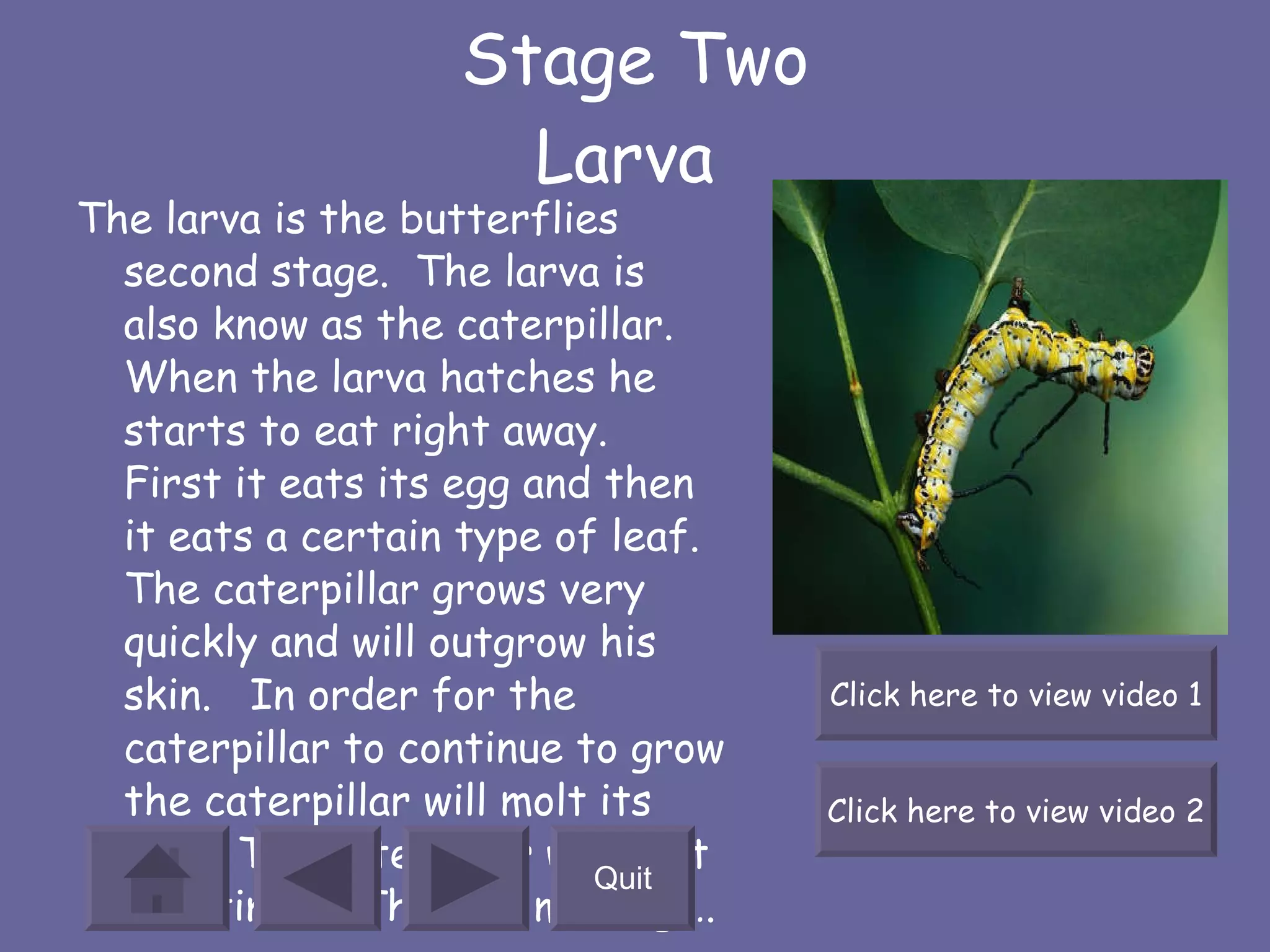 Life Cycle Of The Butterfly | PPT