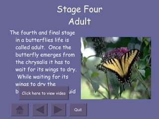 Life Cycle Of The Butterfly | PPT