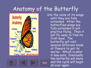 Life Cycle Of The Butterfly | PPT