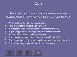 Life Cycle Of The Butterfly | PPT