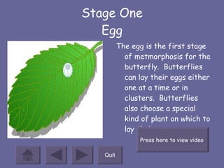 Life Cycle Of The Butterfly | PPT