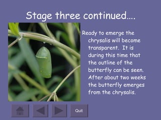 Life Cycle Of The Butterfly | PPT