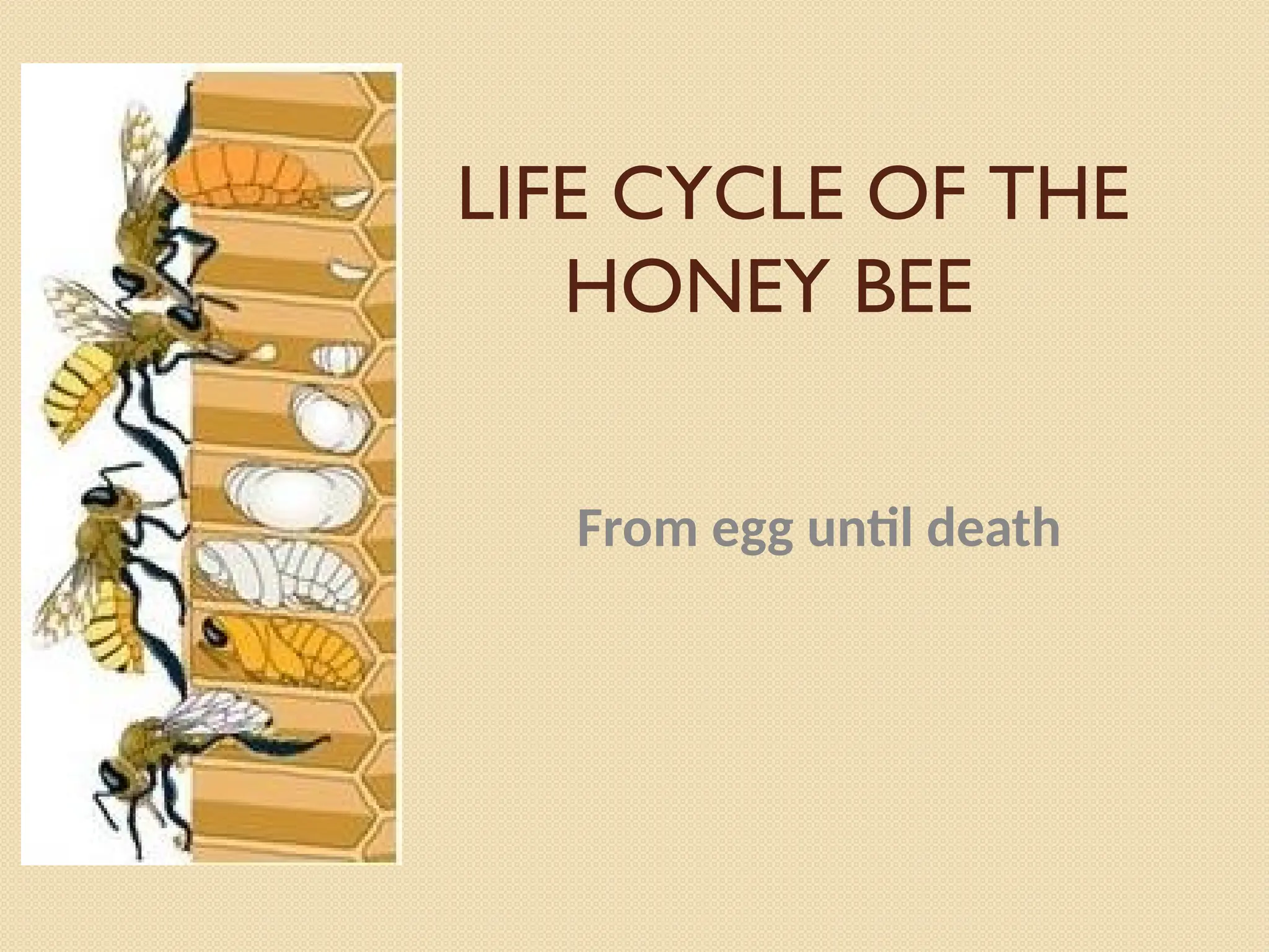 life-cycle-of-the-honey-bee. APICULTUREpptx | PPT