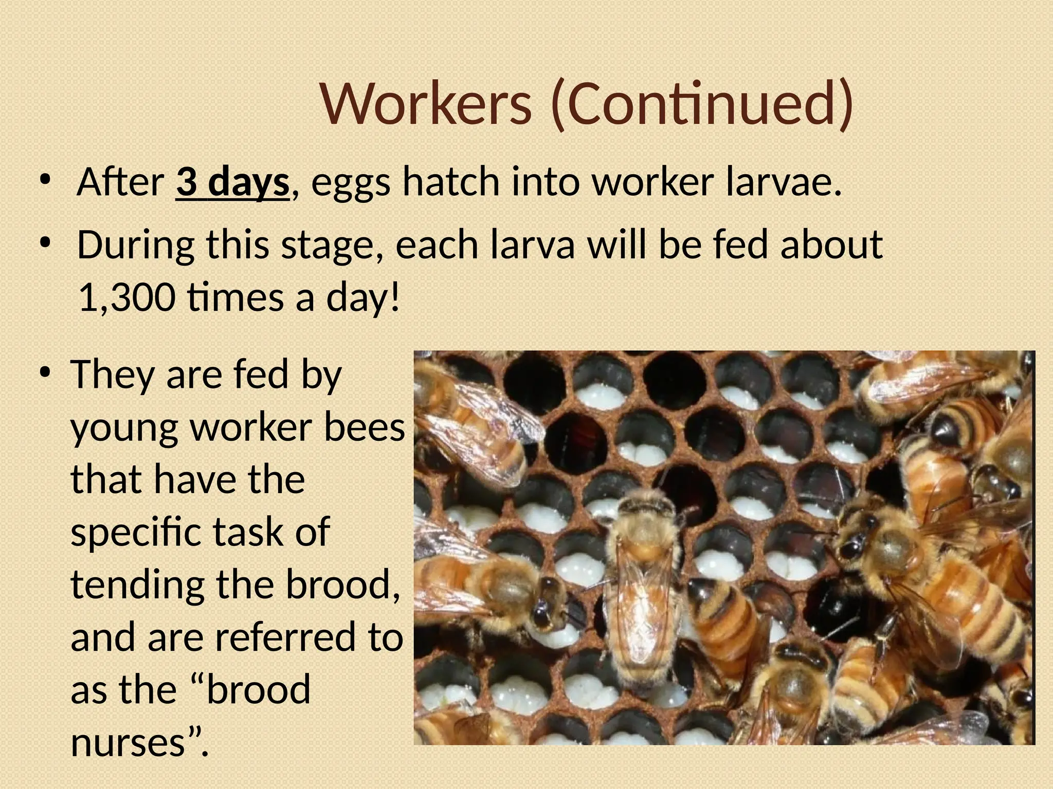 life-cycle-of-the-honey-bee. APICULTUREpptx | PPT