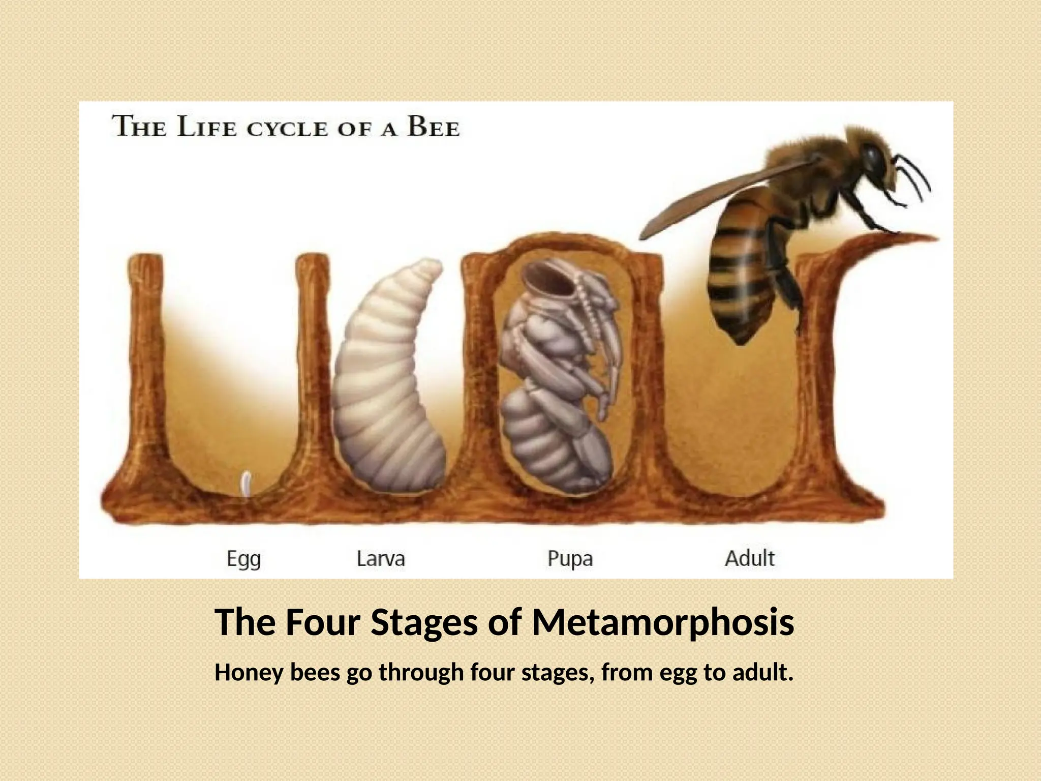 life-cycle-of-the-honey-bee. APICULTUREpptx | PPT