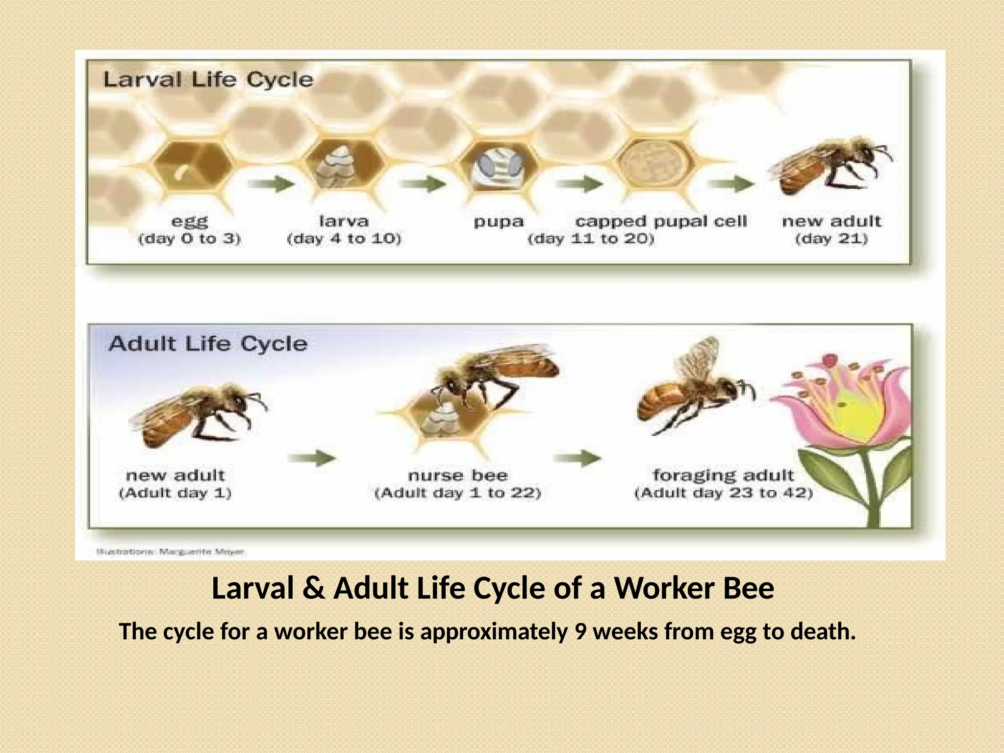life-cycle-of-the-honey-bee. APICULTUREpptx | PPT