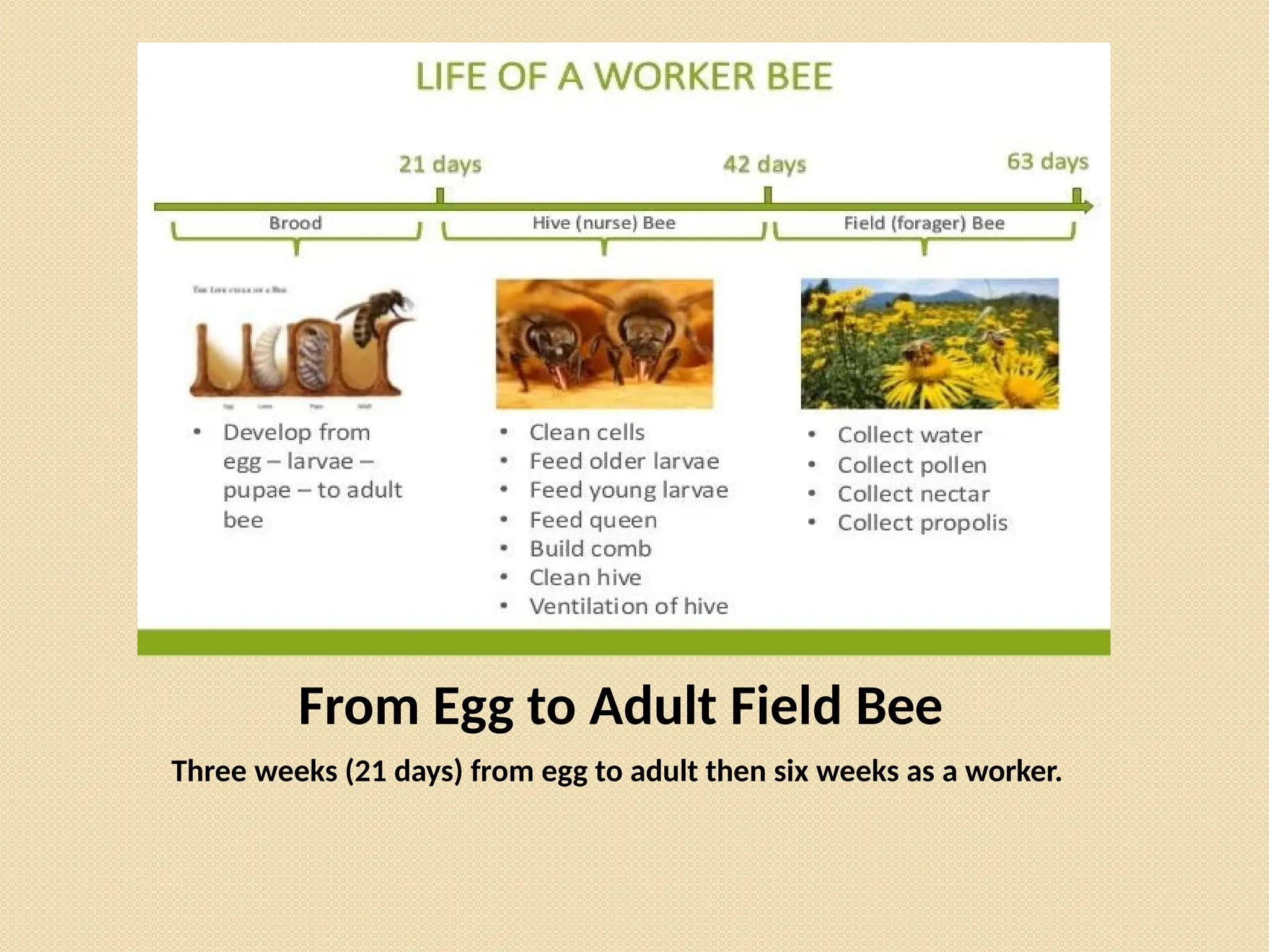 life-cycle-of-the-honey-bee. APICULTUREpptx | PPT