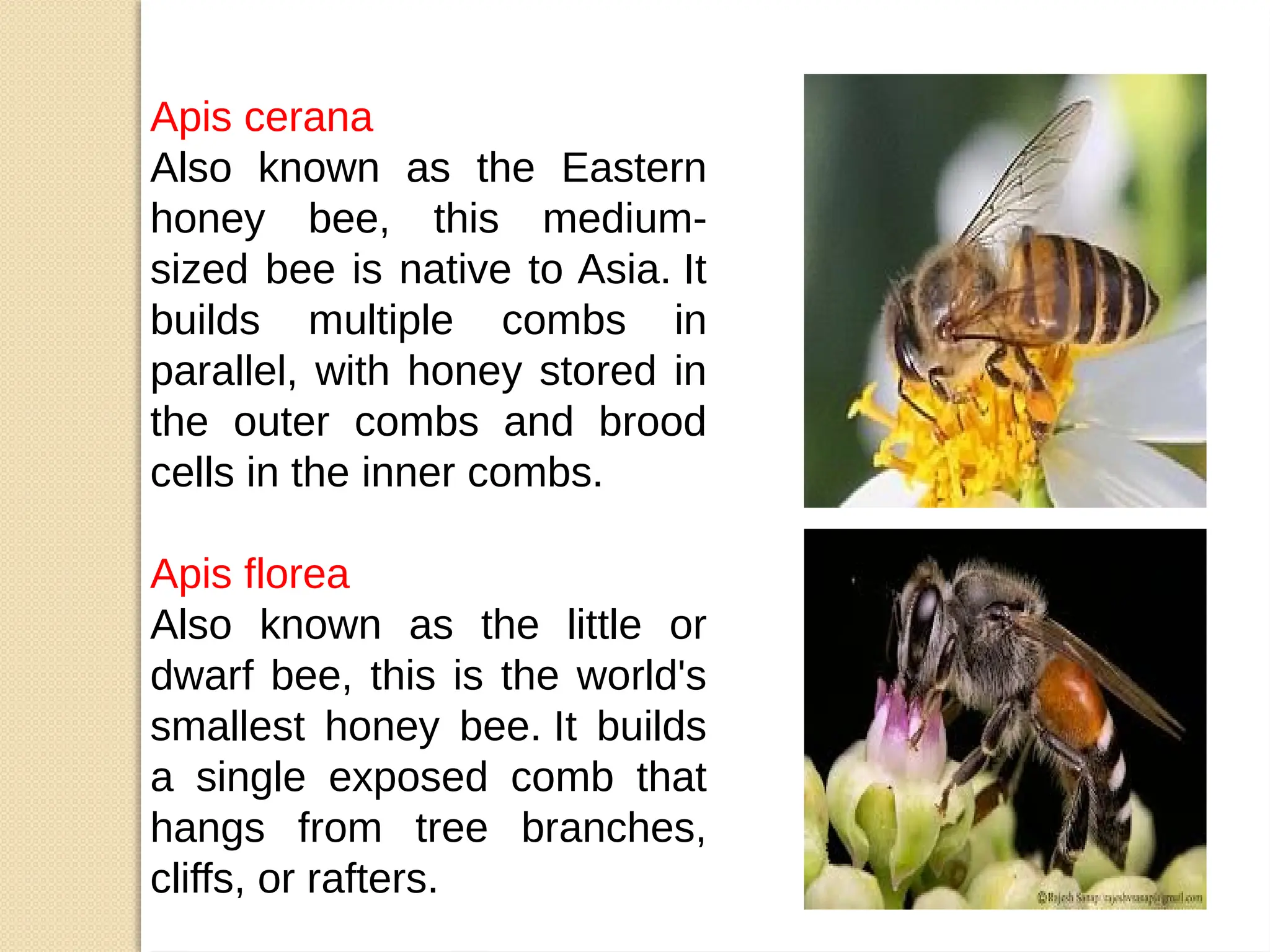 Life Cycle Of Honey Bee Ppt PPT Life Cycle Of A Worker Bee