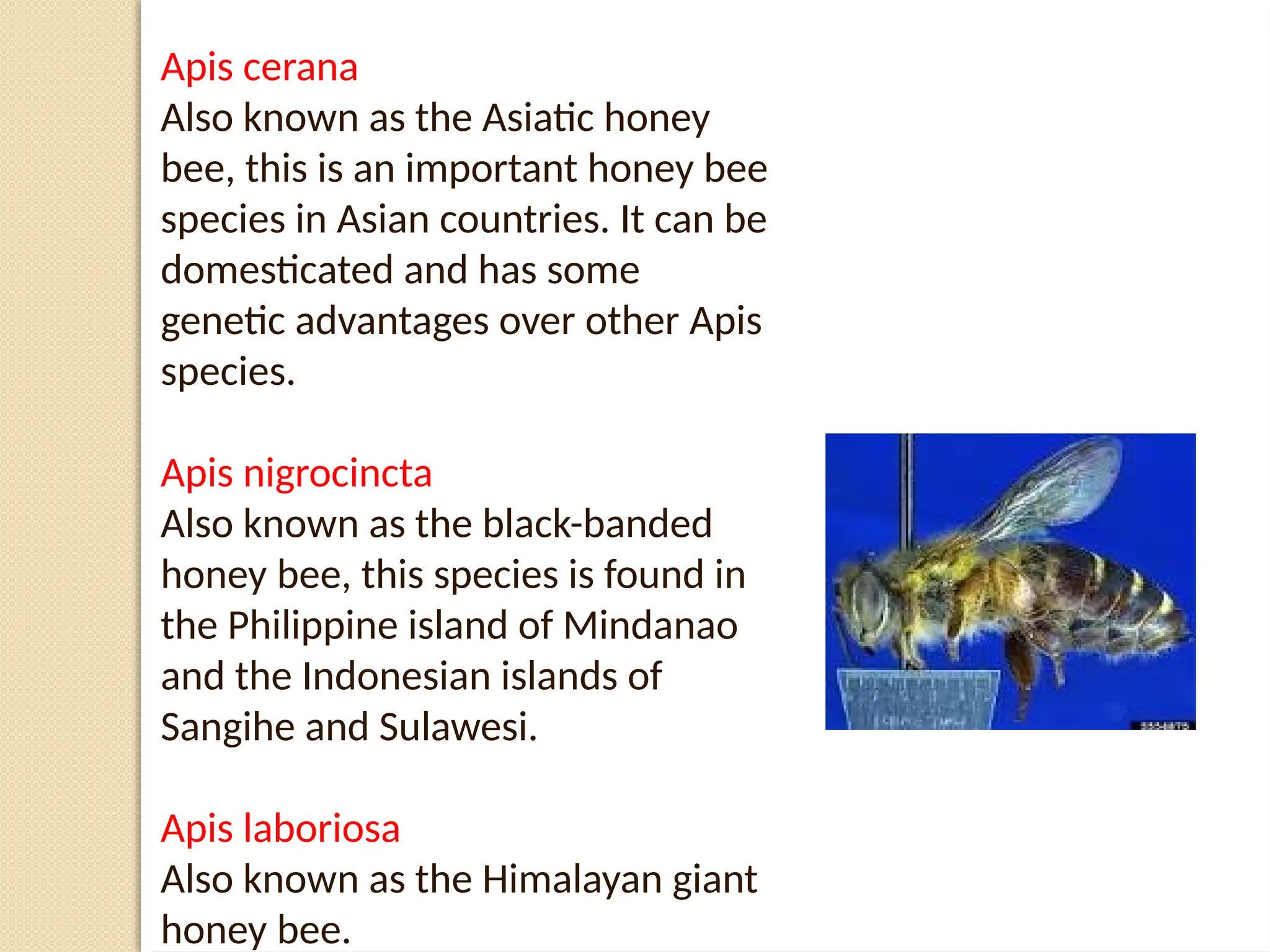 life-cycle-of-the-honey-bee. APICULTUREpptx | PPT