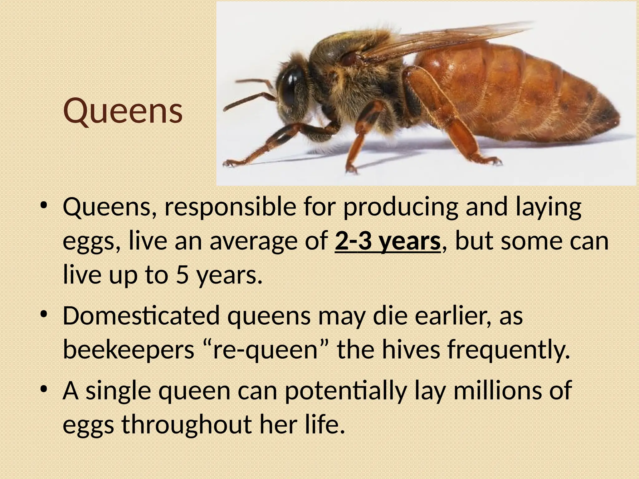life-cycle-of-the-honey-bee. APICULTUREpptx | PPT