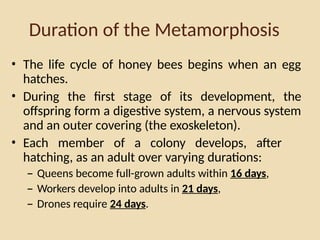 life-cycle-of-the-honey-bee. APICULTUREpptx | PPTX