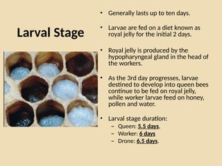 life-cycle-of-the-honey-bee. APICULTUREpptx | PPT