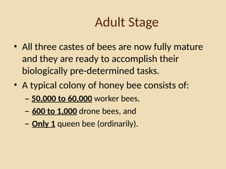 life-cycle-of-the-honey-bee. APICULTUREpptx | PPT