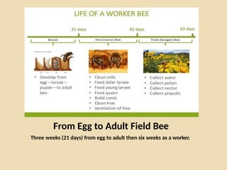 life-cycle-of-the-honey-bee. APICULTUREpptx | PPTX