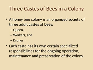 life-cycle-of-the-honey-bee. APICULTUREpptx | PPT