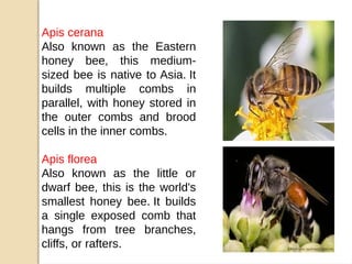 life-cycle-of-the-honey-bee. APICULTUREpptx | PPT
