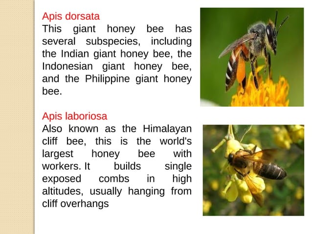 life-cycle-of-the-honey-bee. APICULTUREpptx | PPT