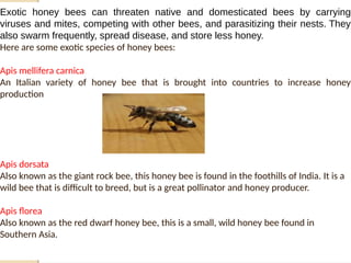 life-cycle-of-the-honey-bee. APICULTUREpptx | PPT