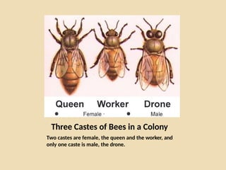 life-cycle-of-the-honey-bee. APICULTUREpptx | PPT