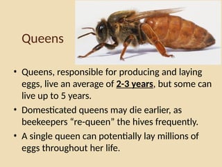 life-cycle-of-the-honey-bee. APICULTUREpptx | PPT