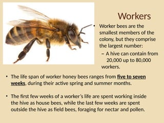 life-cycle-of-the-honey-bee. APICULTUREpptx | PPT