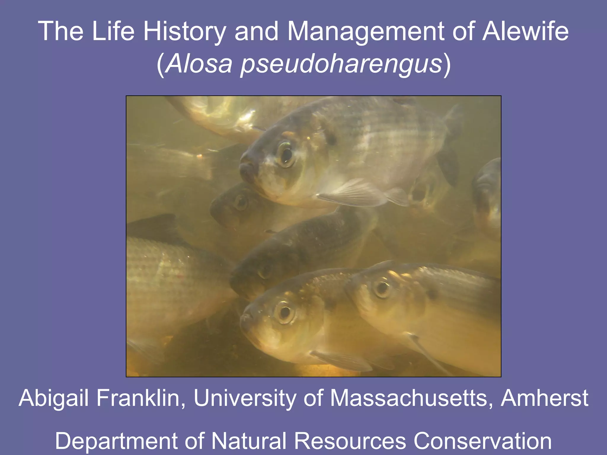 Management of Alewife | PPT