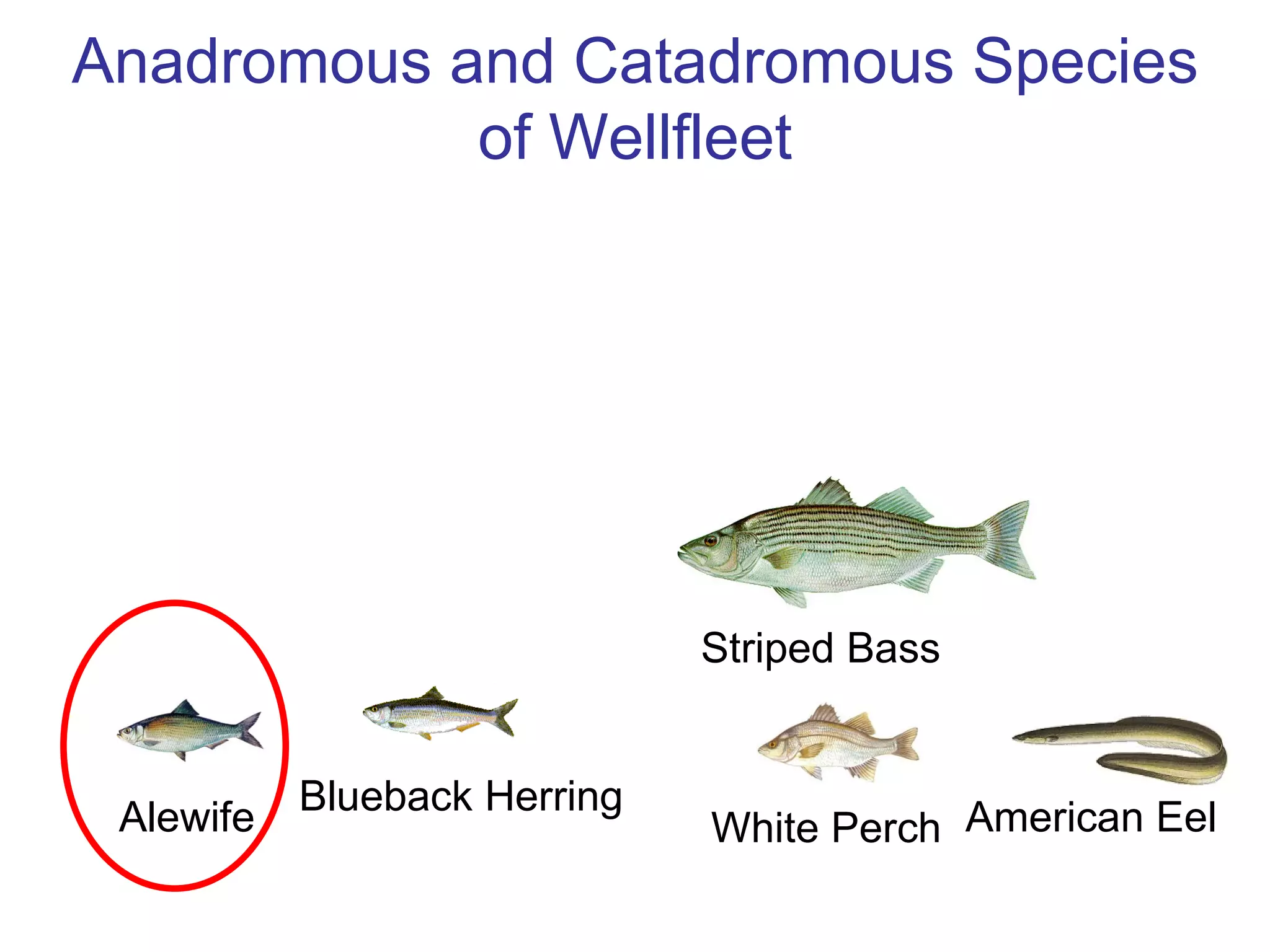 Management of Alewife | PPT