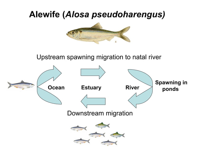 Management of Alewife | PPT