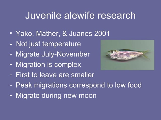 Management of Alewife | PPT