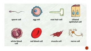 LIFE-IN-A-CELL. Cell Theory, History of cell biology | PPTX
