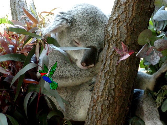 Life Of Koala Bears | PPS