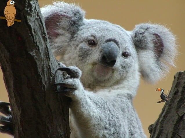 Life Of Koala Bears | PPS