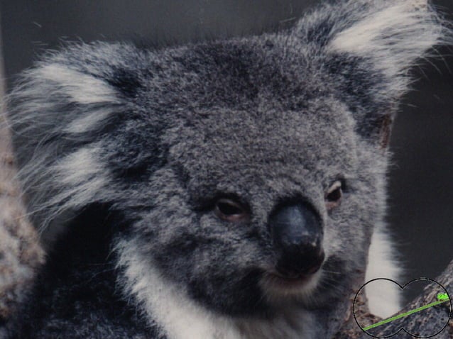 Life Of Koala Bears | PPS
