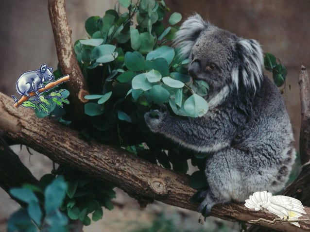 Life Of Koala Bears | PPS