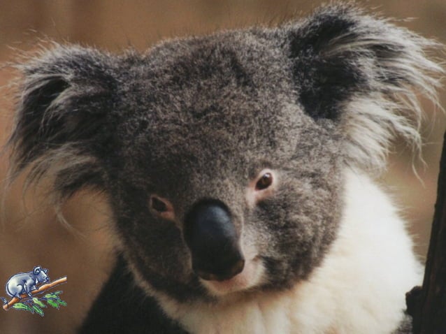 Life Of Koala Bears | PPS