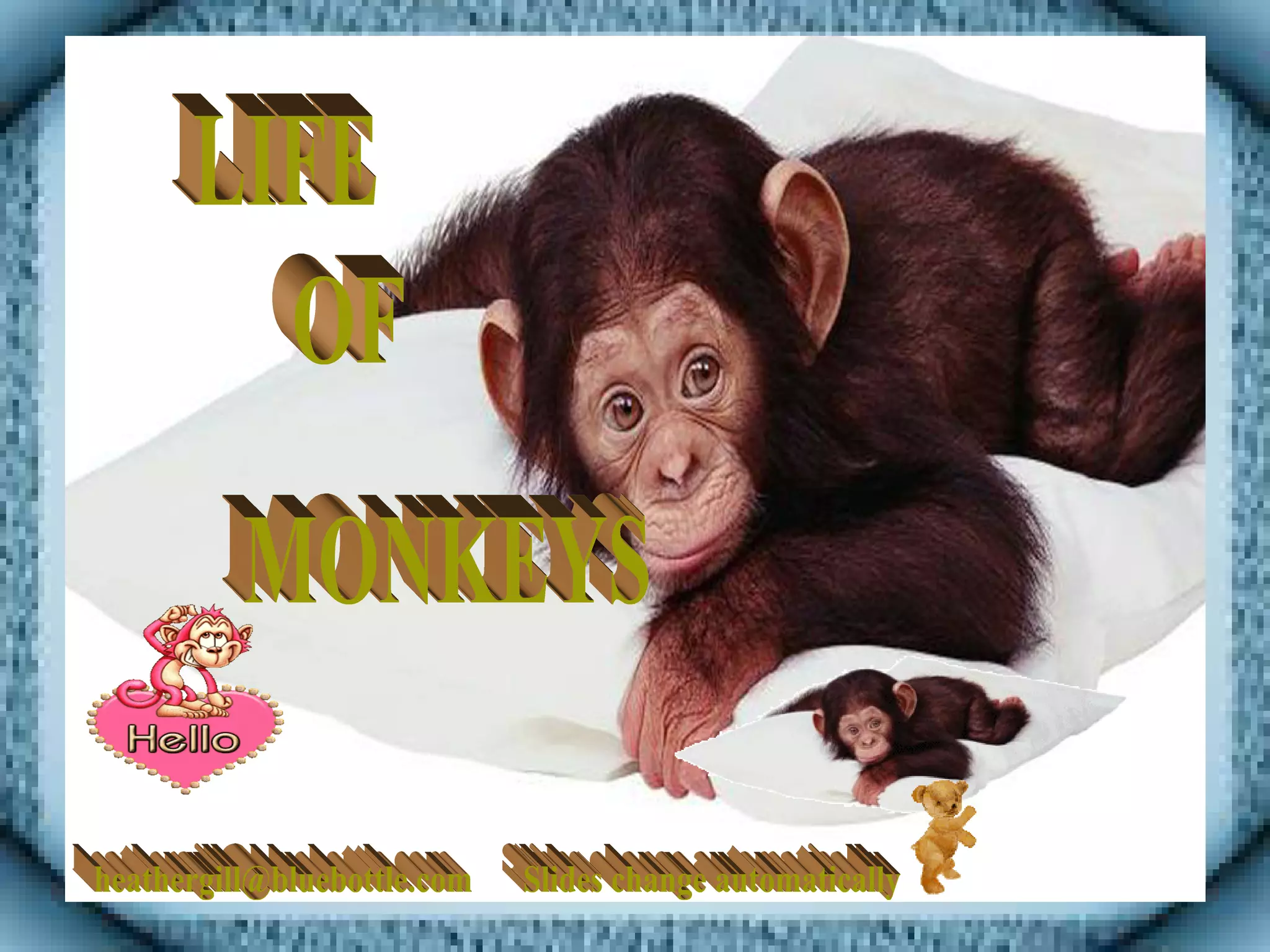 Life Of Monkeys 02 | PPS