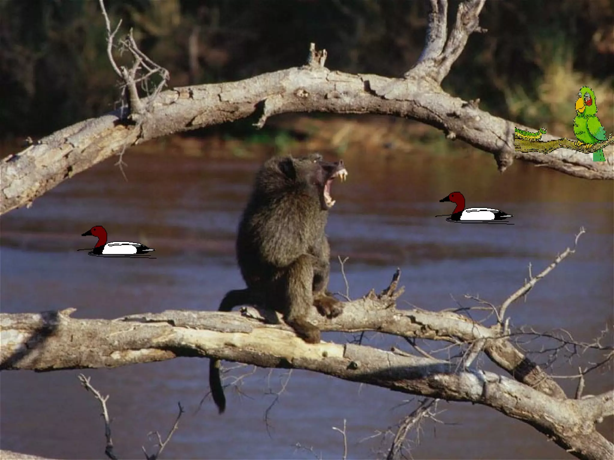 Life Of Monkeys 02 | PPS