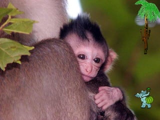 Life Of Monkeys 02 | PPS