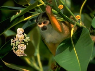 Life Of Monkeys 02 | PPS