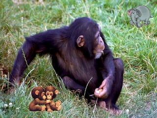 Life Of Monkeys 02 | PPS