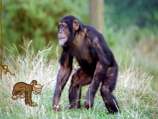 Life Of Monkeys 02 | PPS