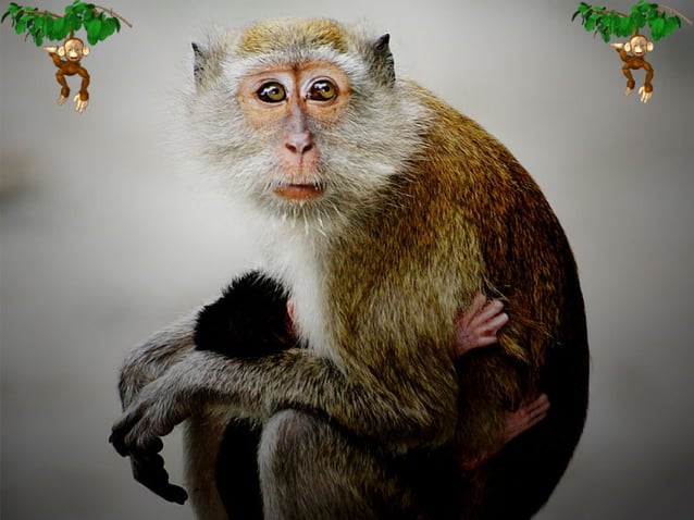 Life Of Monkeys 02 | PPT