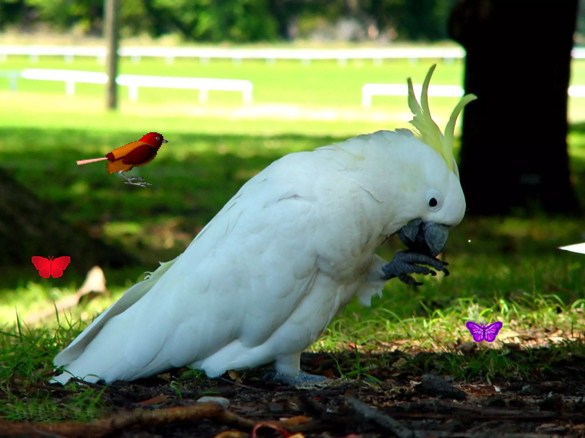 Life Of Parrots | PPS | Family/Children | Genres