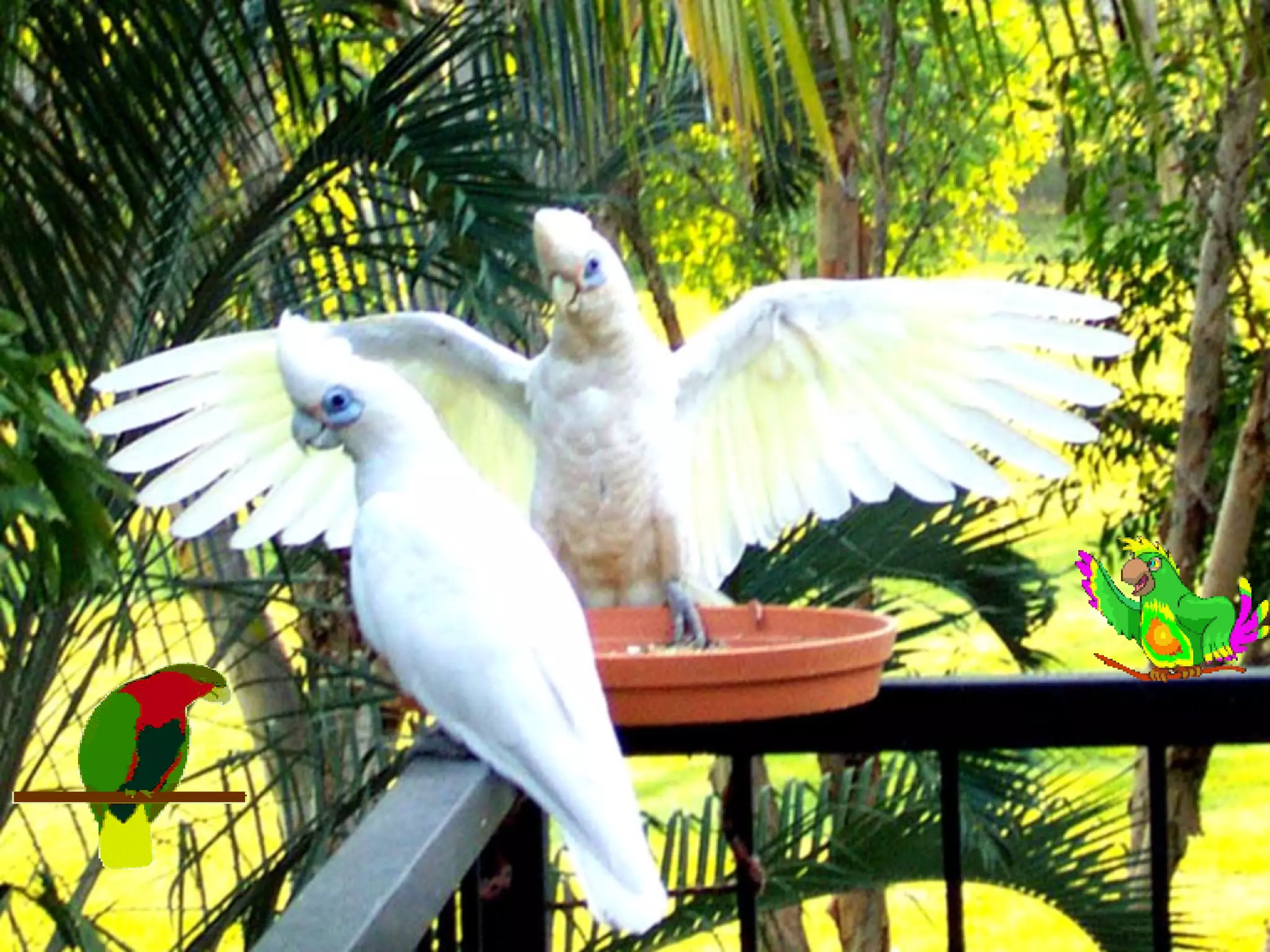 Life Of Parrots | PPS | Family/Children | Genres